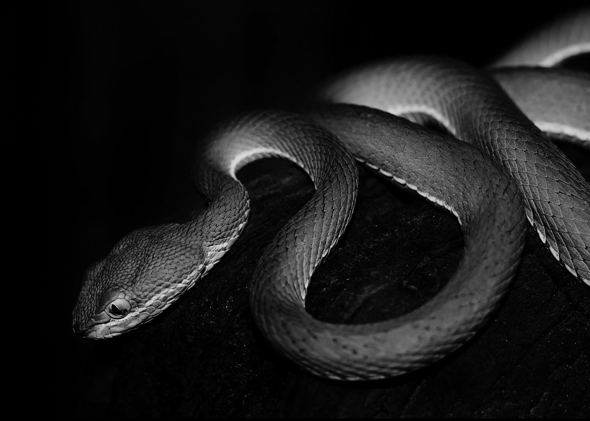 'Beautiful Reptile 5' Poster by Trisya Art | Displate