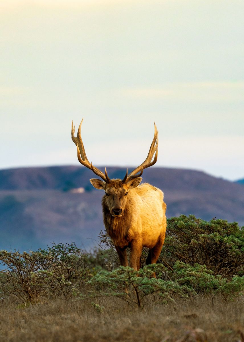 'Elk' Poster by Purple Haze | Displate