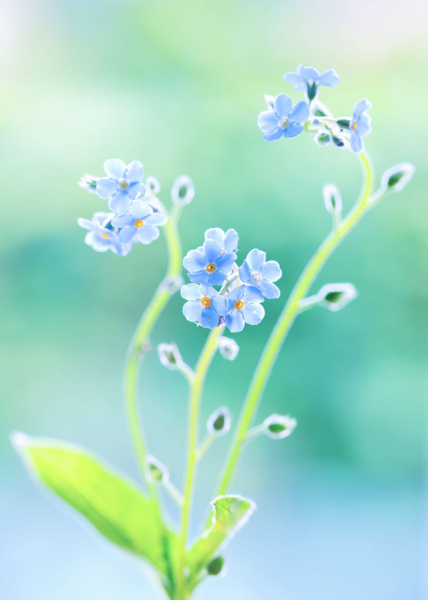 'Blue forget-me-nots' Poster by anettastar | Displate