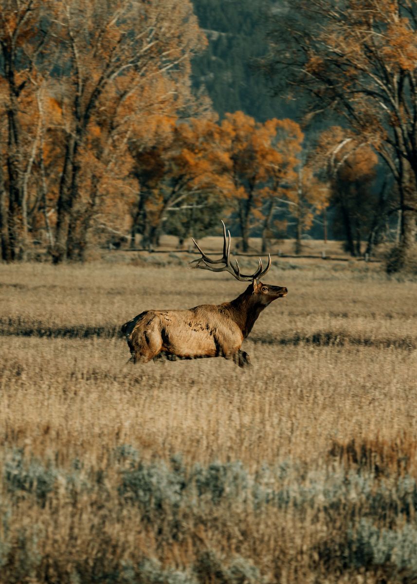 'Elk' Poster by Purple Haze | Displate