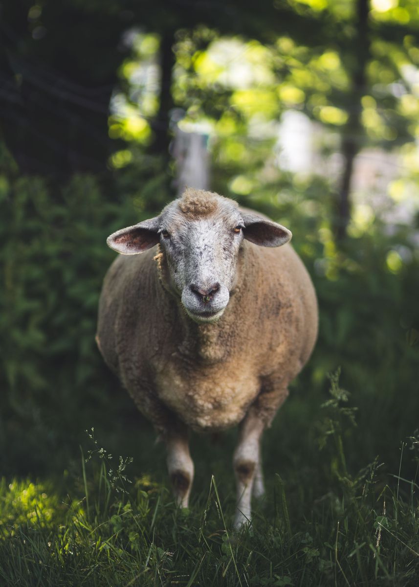 'sheep on the pasture' Poster by Christian Marold | Displate