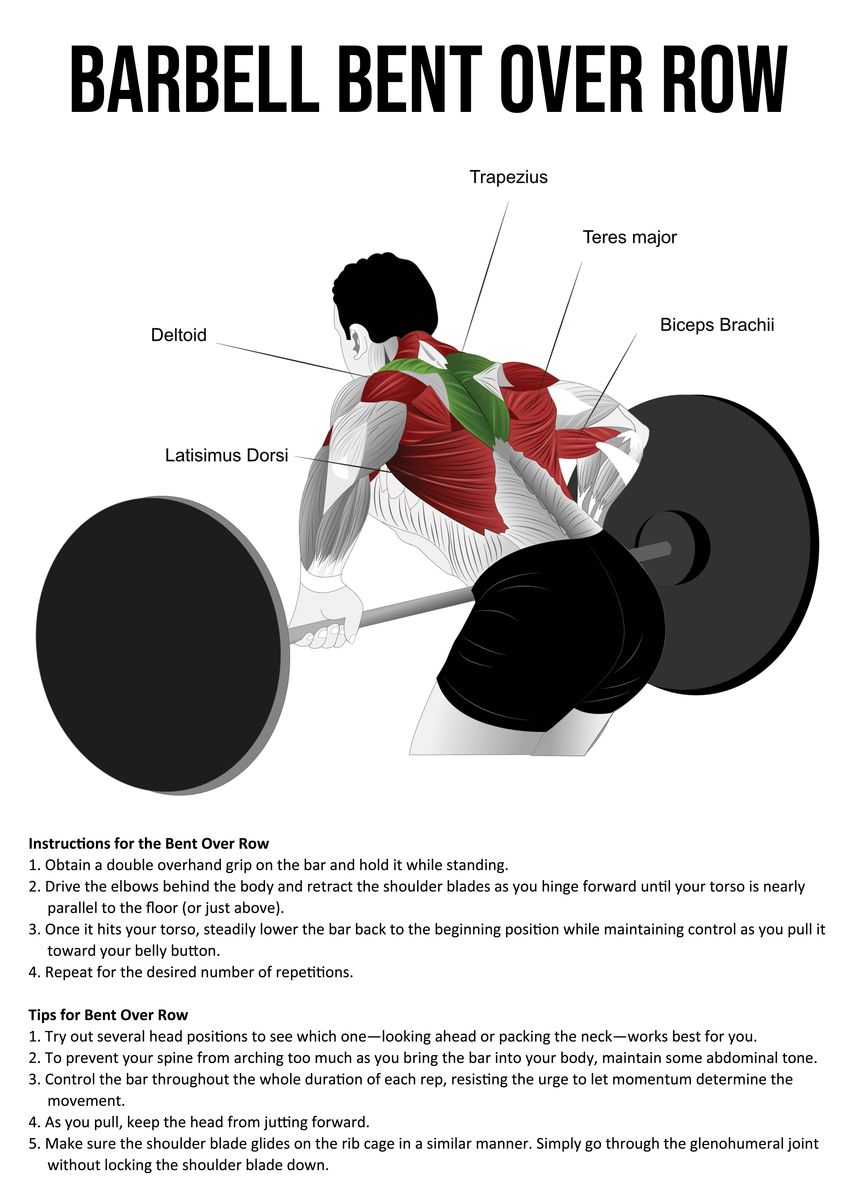 'Bent Over Row Anatomy' Poster by CHAN | Displate
