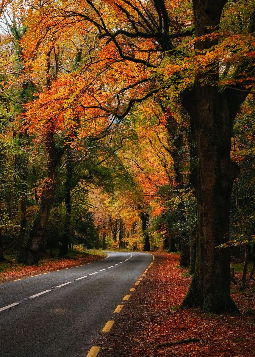 'Autumn road' Poster, picture, metal print, paint by Kanstantsin ...