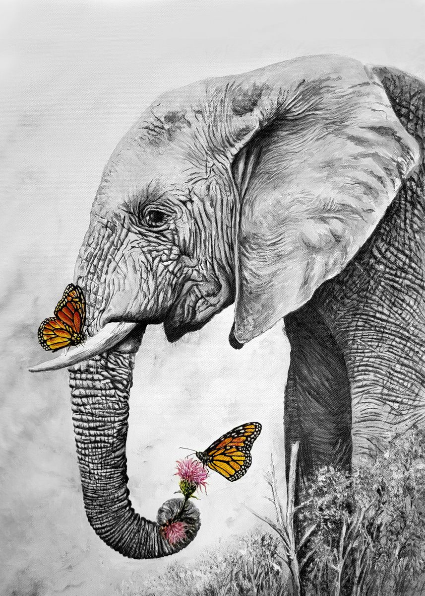 'Elephant with butterflies' Poster, picture, metal print, paint by Amit ...