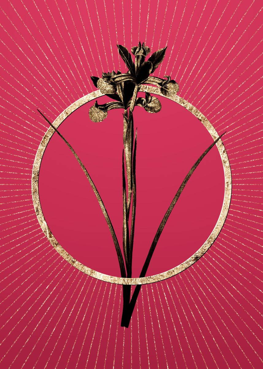 'Viva Magenta Spanish Iris' Poster, picture, metal print, paint by Holy ...