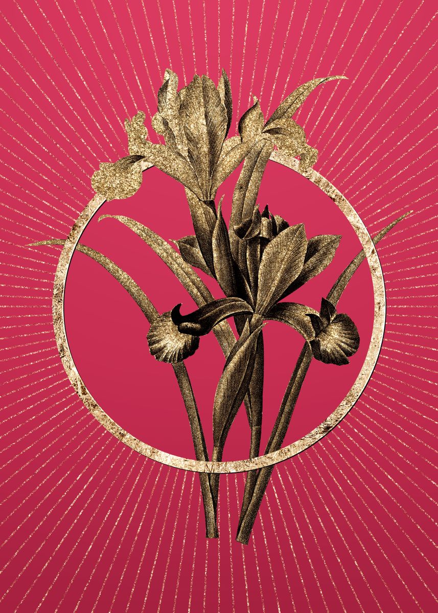'Viva Magenta Spanish Iris' Poster, picture, metal print, paint by Holy ...