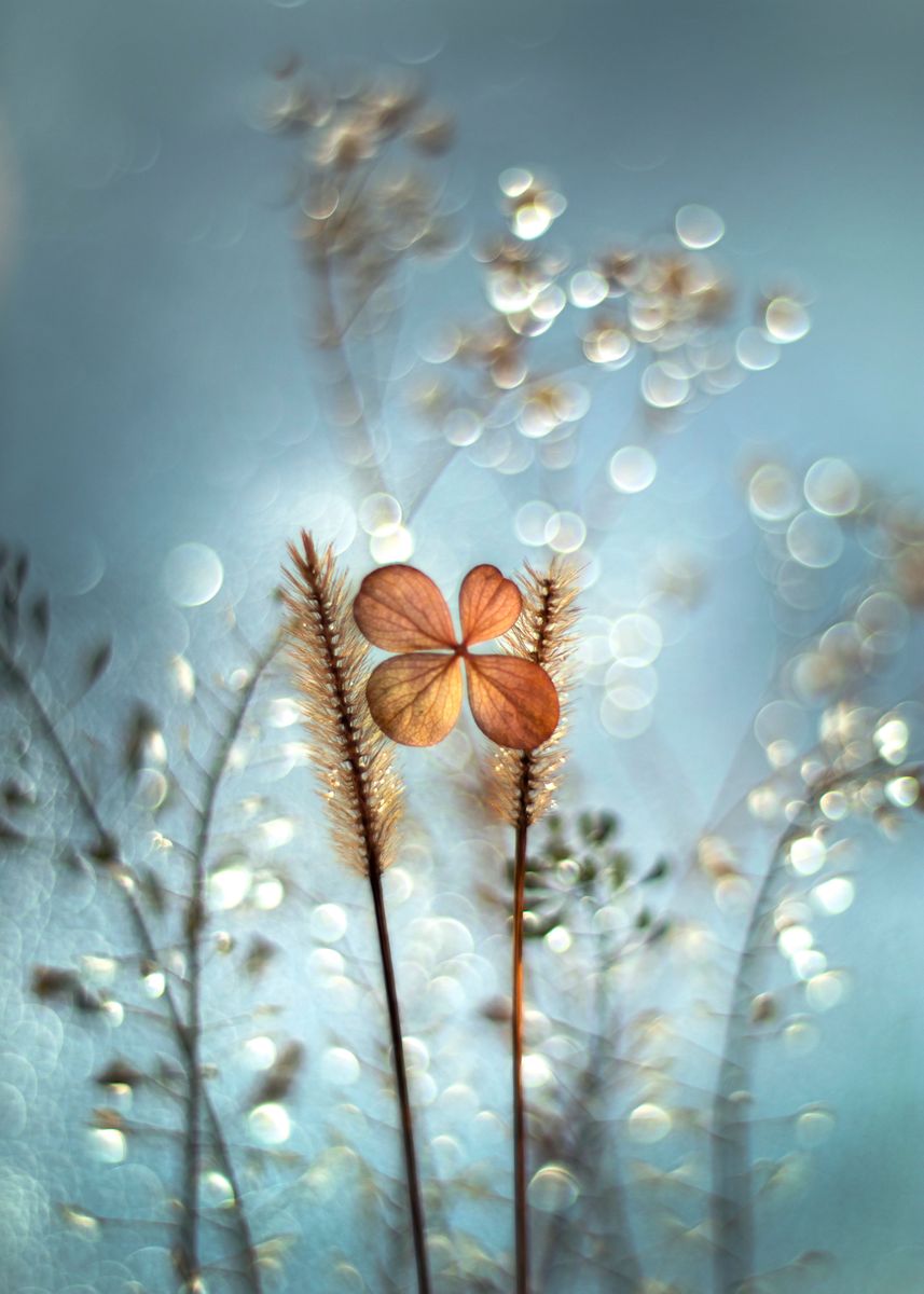 'Autumn impression' Poster by Mycatherina | Displate