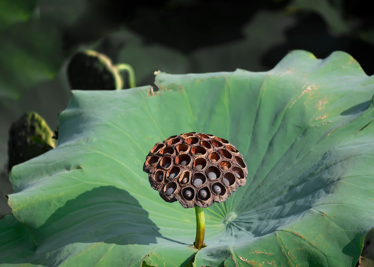 'lotus pod' Poster by Tseng HanPing | Displate