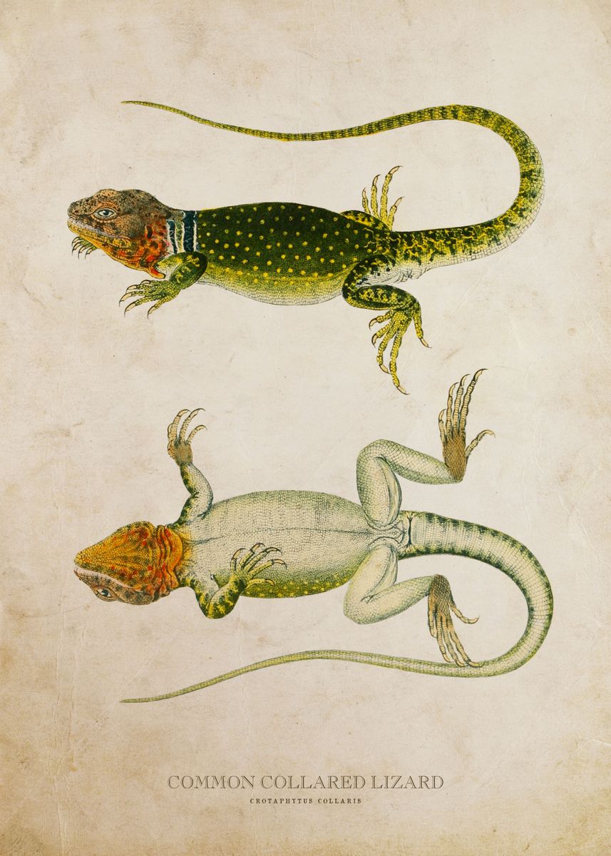 'Common collared lizard' Poster, picture, metal print, paint by Aged ...