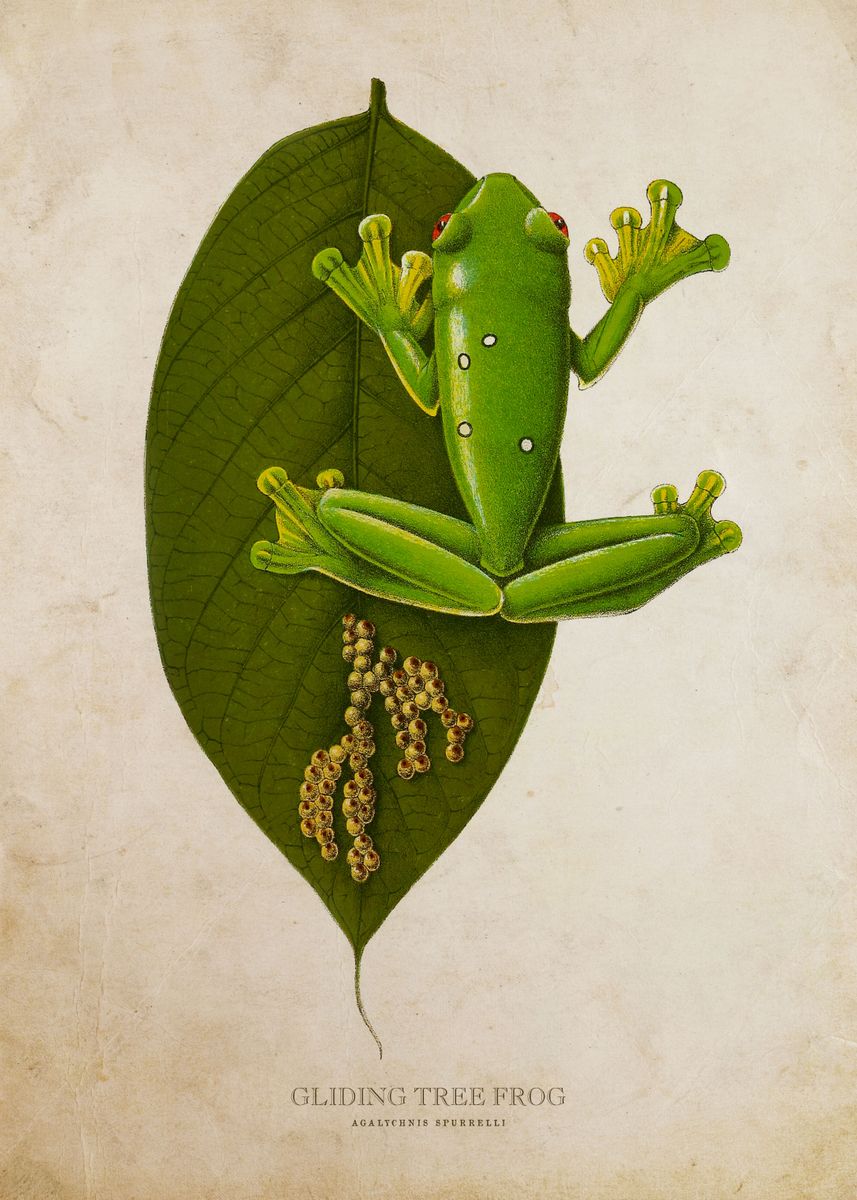 'Gliding Tree Frog' Poster, picture, metal print, paint by Aged Pixel ...