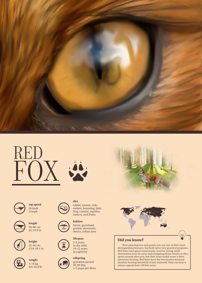 'Red Fox ' Poster, picture, metal print, paint by Norby Jenei | Displate