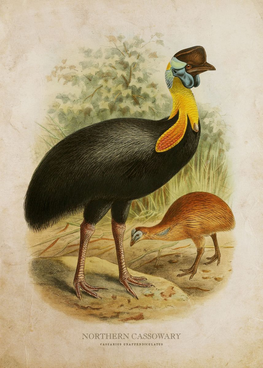 'Northern Cassowary ' Poster, picture, metal print, paint by Aged Pixel ...