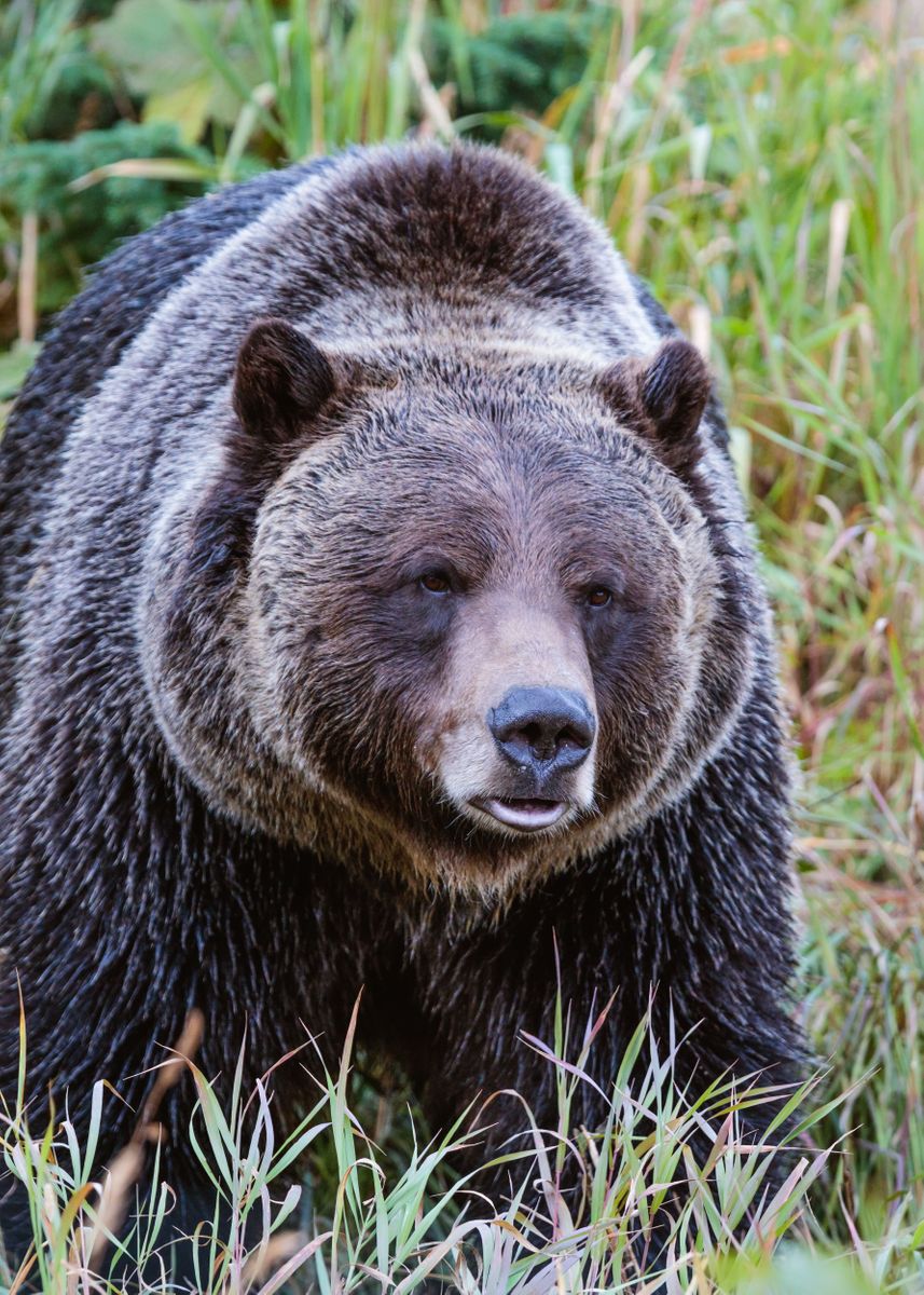 'Grizzly Bear Canada' Poster by Matteo Colombo | Displate