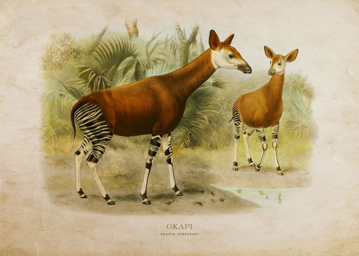 'Okapi Forest Giraffe' Poster by Aged Pixel | Displate