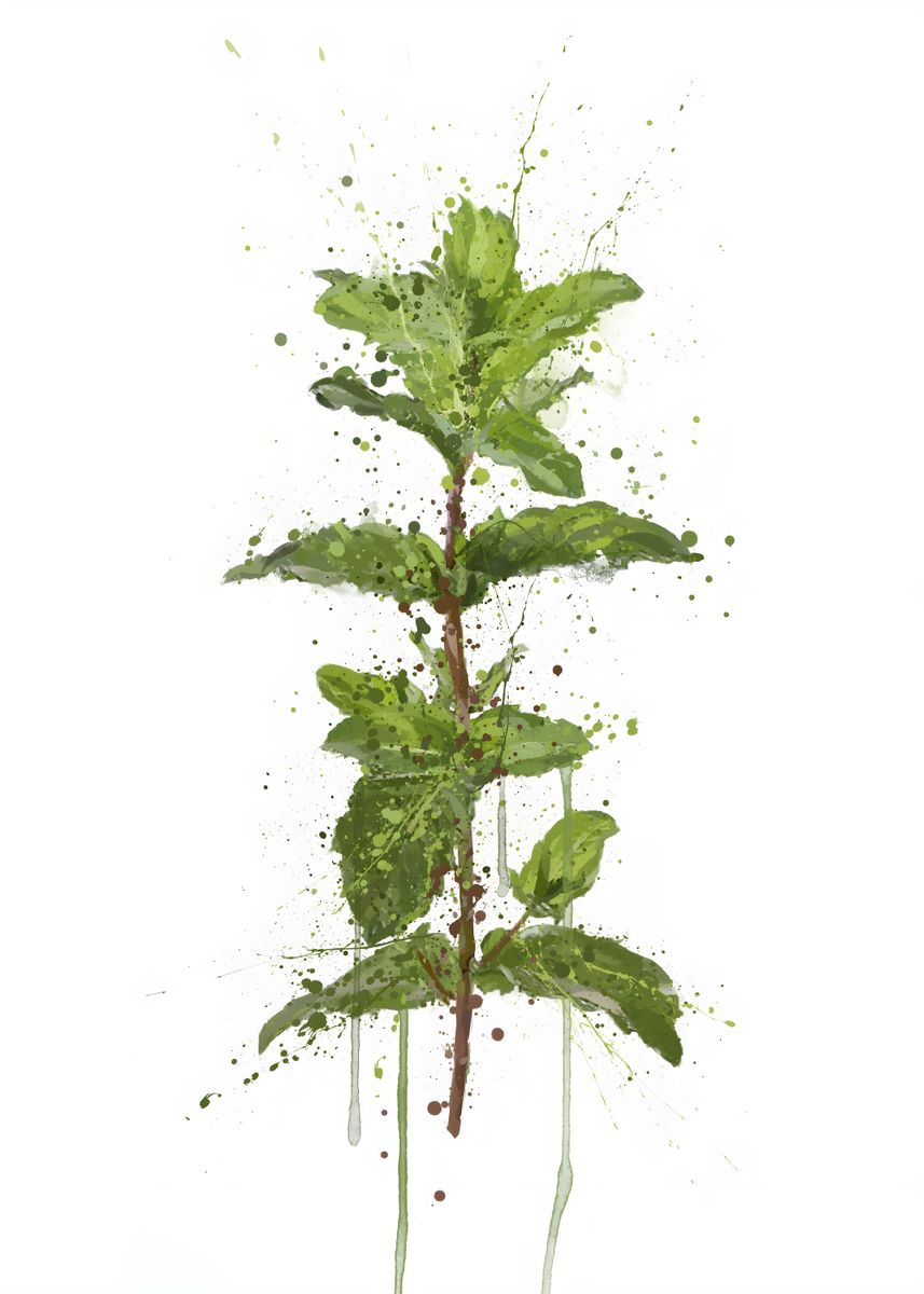 'Botanical Herb Mint' Poster, picture, metal print, paint by Izu | Displate