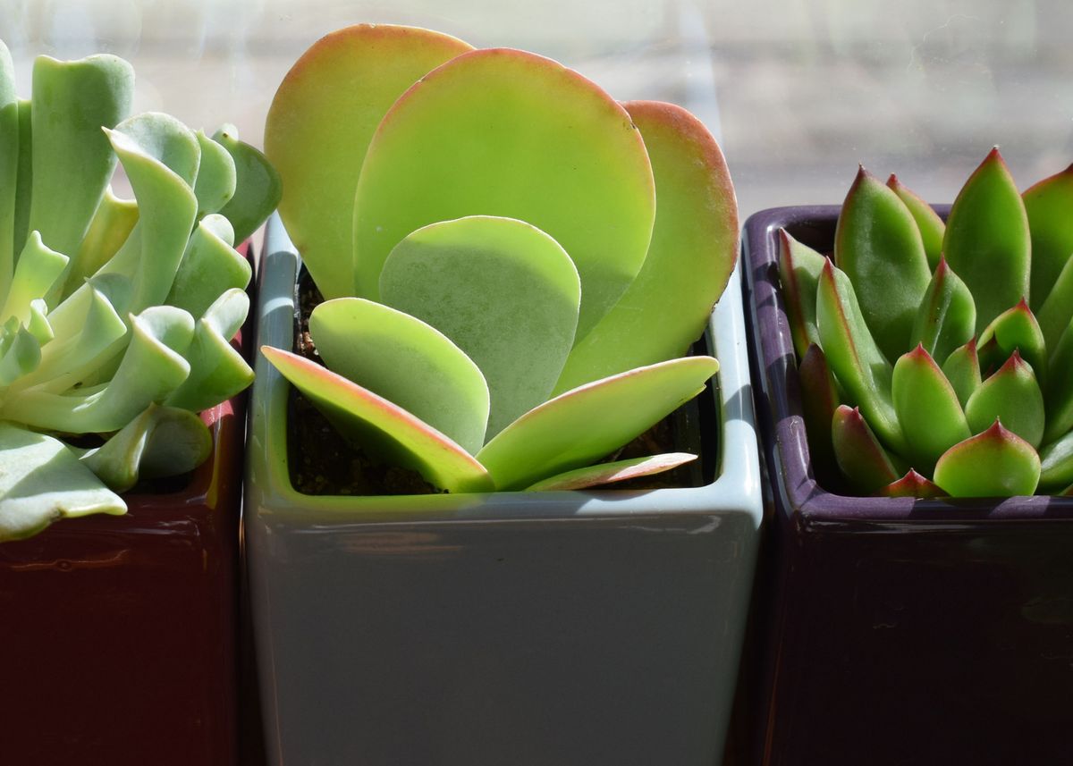 ' 3 succulents ' Poster by The Volcano | Displate