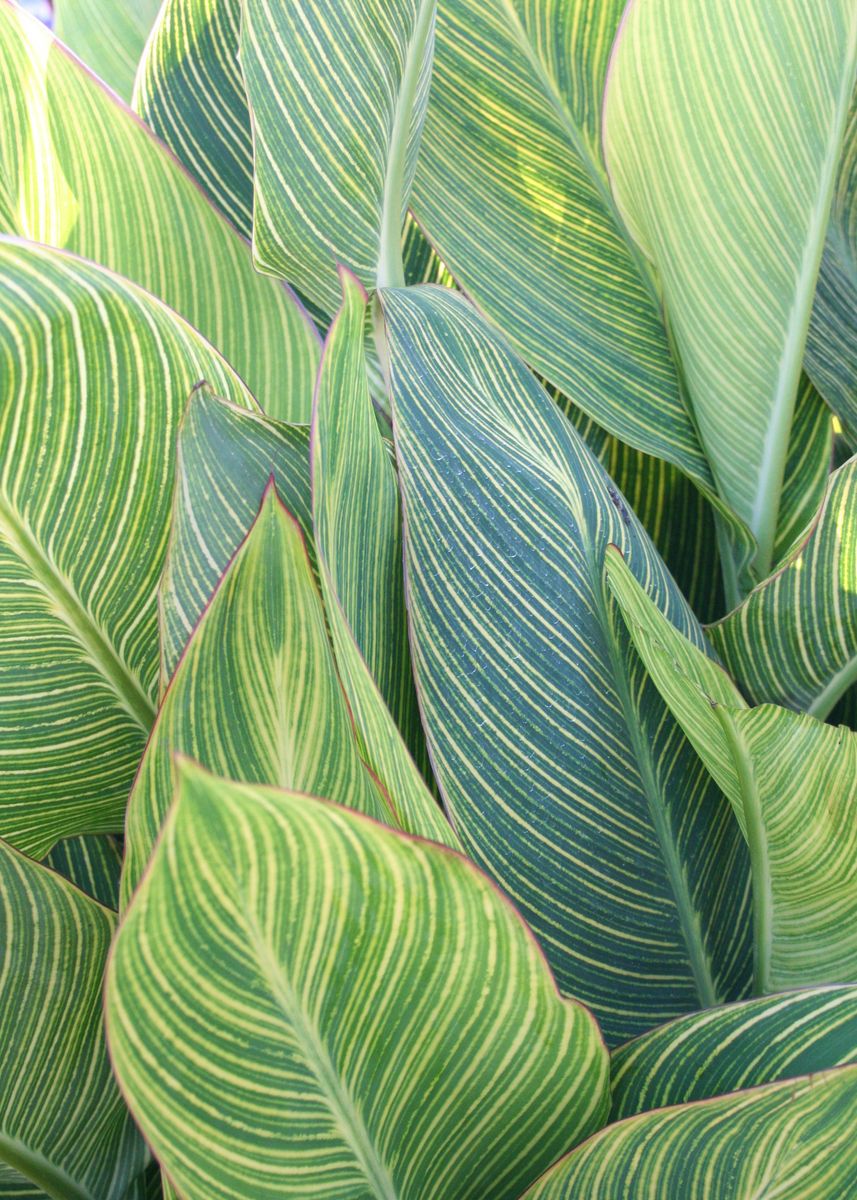 ' big leaves' Poster, picture, metal print, paint by TheGolden Hand ...