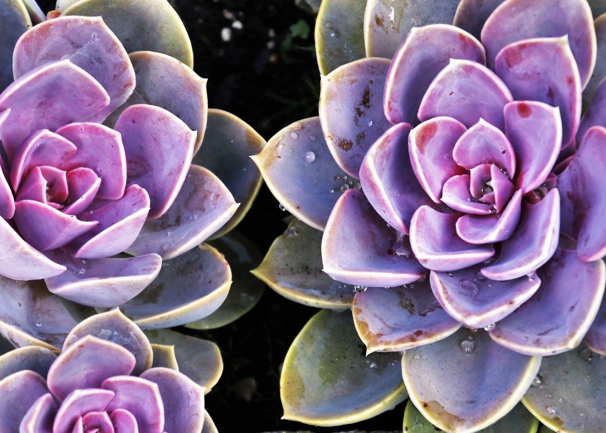 'purple succulents ' Poster by TheGolden Hand | Displate