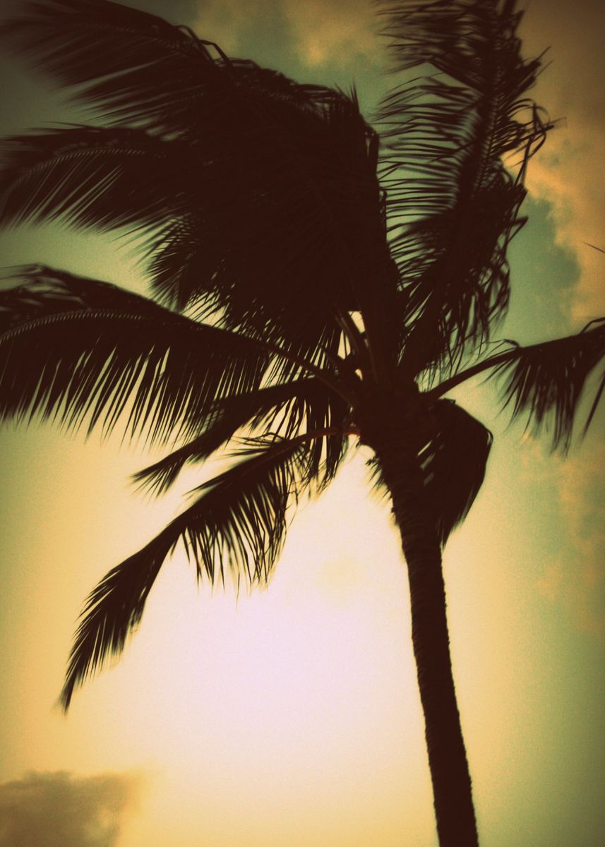 'palm tree ' Poster, picture, metal print, paint by Spring Flower ...