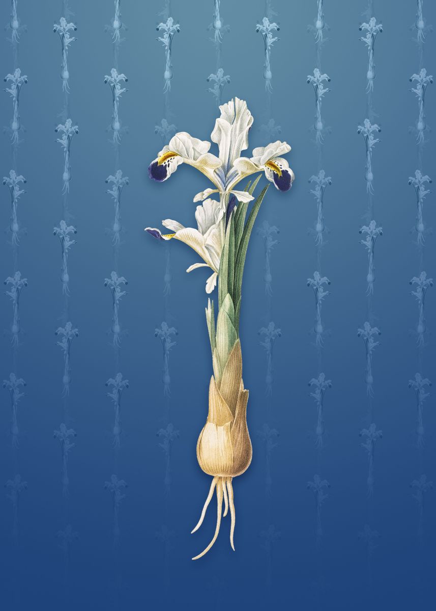 'Vintage Iris Persica' Poster, picture, metal print, paint by Holy Rock ...