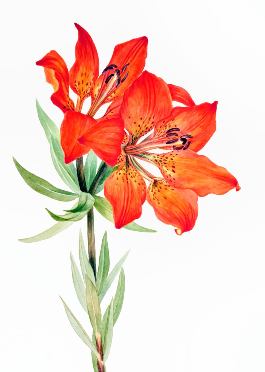 'Red Lily' Poster, picture, metal print, paint by Mango Art | Displate