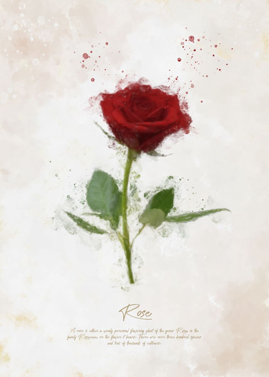 'Rose flower' Poster, picture, metal print, paint by Kamelyon | Displate