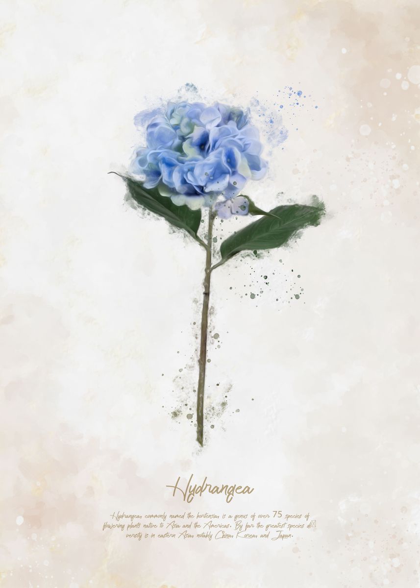 'Hydrangea Flower' Poster, picture, metal print, paint by Kamelyon ...