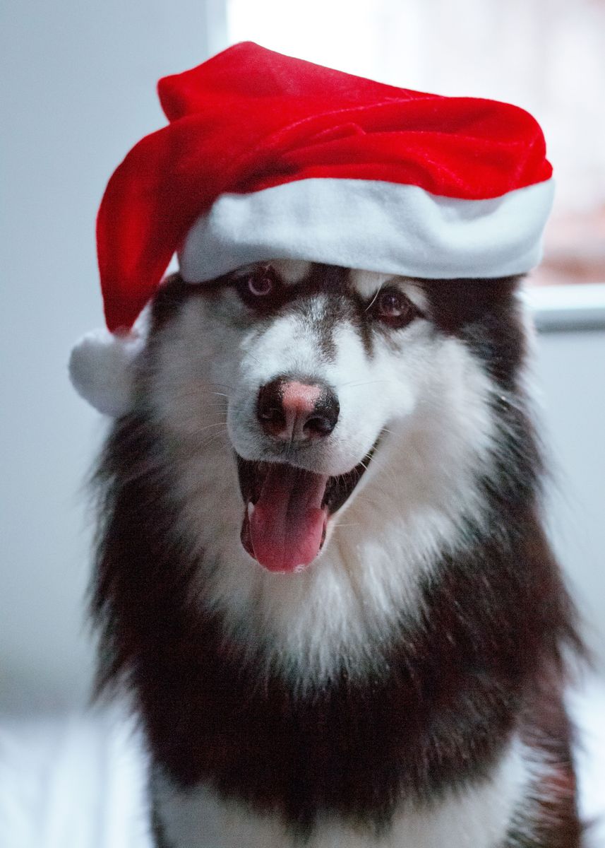 'DOG CHRISTMAS HAT' Poster, picture, metal print, paint by PRIMNEPTI ...