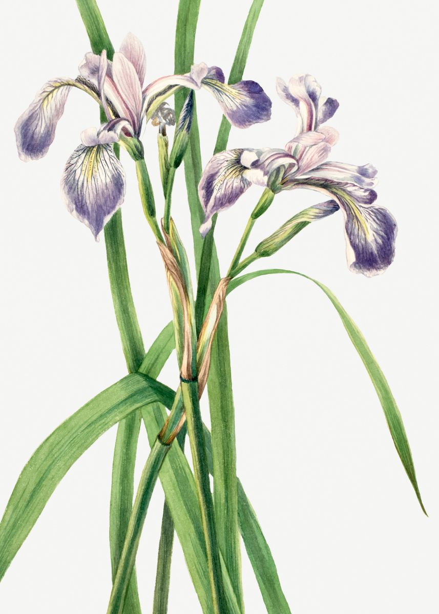 'Blueflag Iris' Poster, picture, metal print, paint by Mango Art | Displate