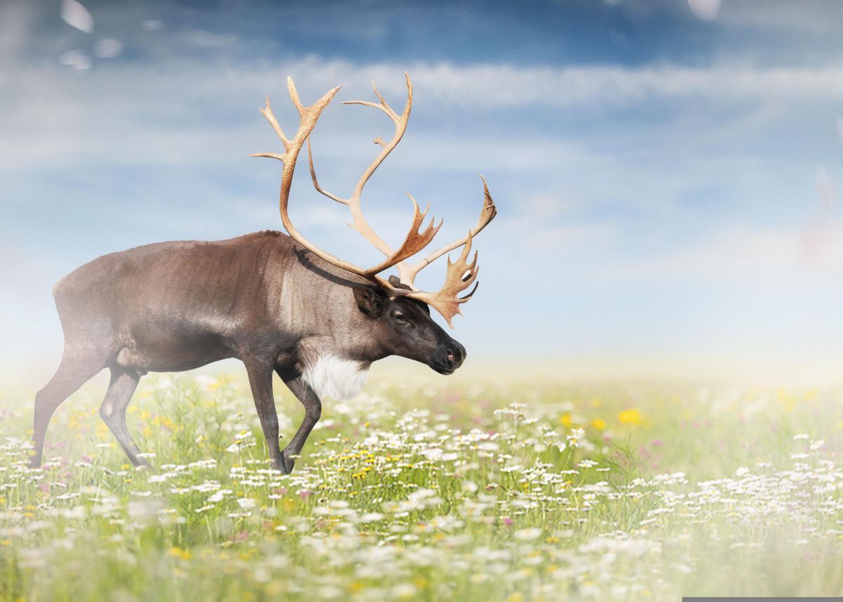 'Mystic Animal Pictures' Poster by Color My Wall | Displate