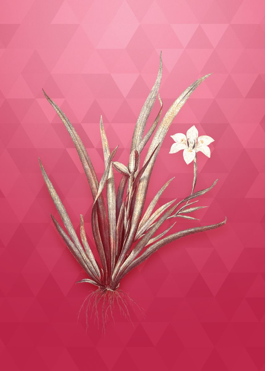 'Vintage Fortnight Lily' Poster, picture, metal print, paint by Holy ...