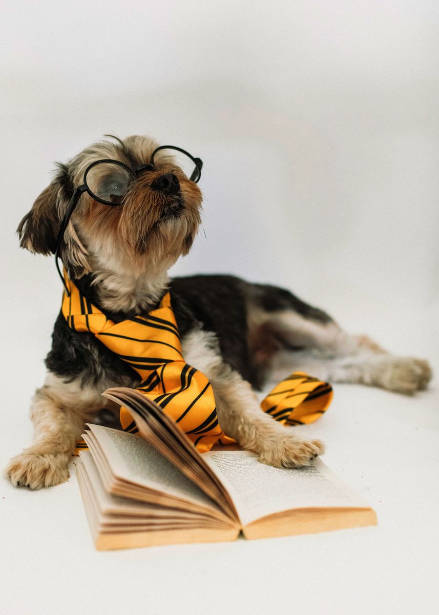 'GOOD DOG' Poster, picture, metal print, paint by PRIMNEPTI LERT | Displate