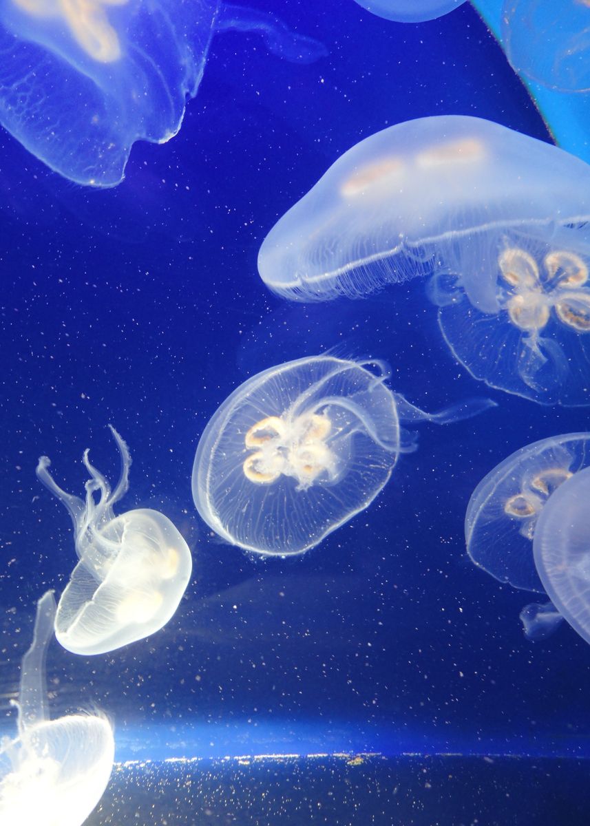 'Jellyfish collection' Poster, picture, metal print, paint by Stephen ...