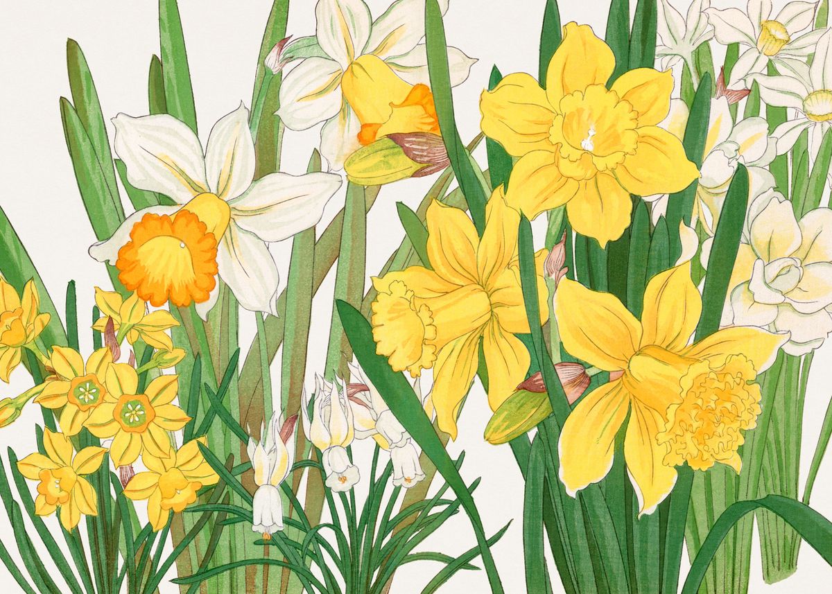 'Daffodil' Poster by Portokalis | Displate