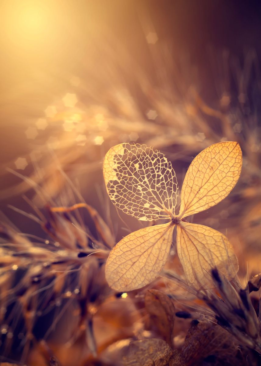 'Gold hydrangea flower' Poster, picture, metal print, paint by ...