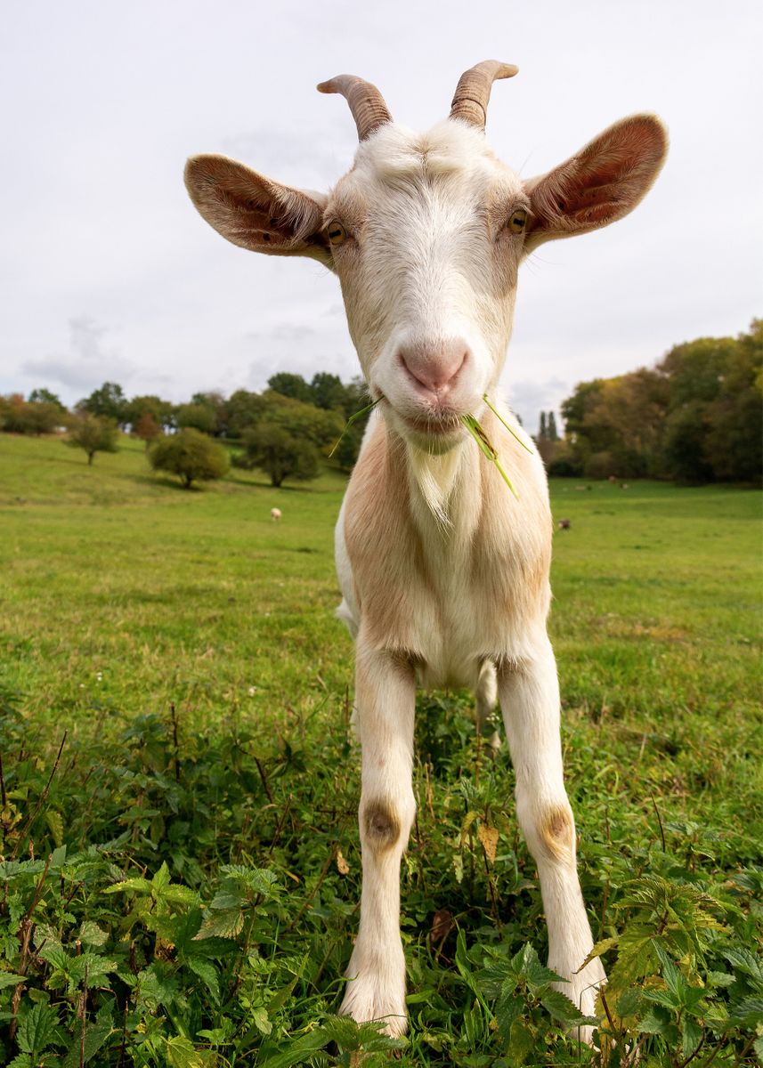 'goat' Poster, picture, metal print, paint by artH | Displate