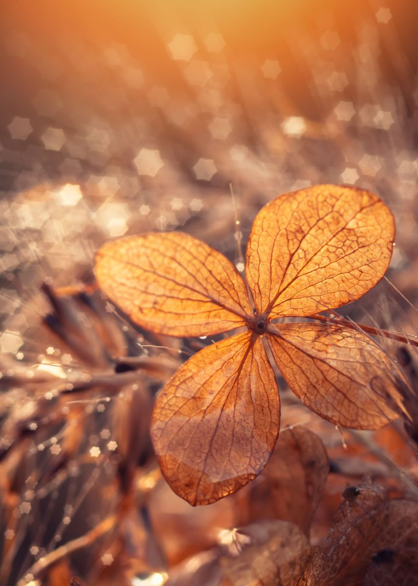 'Gold hydrangea flower' Poster, picture, metal print, paint by ...