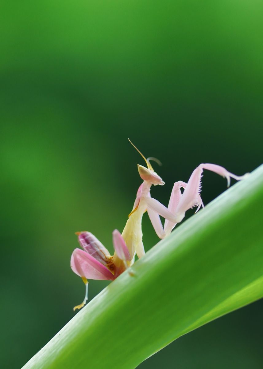 'praying mantis' Poster, picture, metal print, paint by Gusti Roby ...