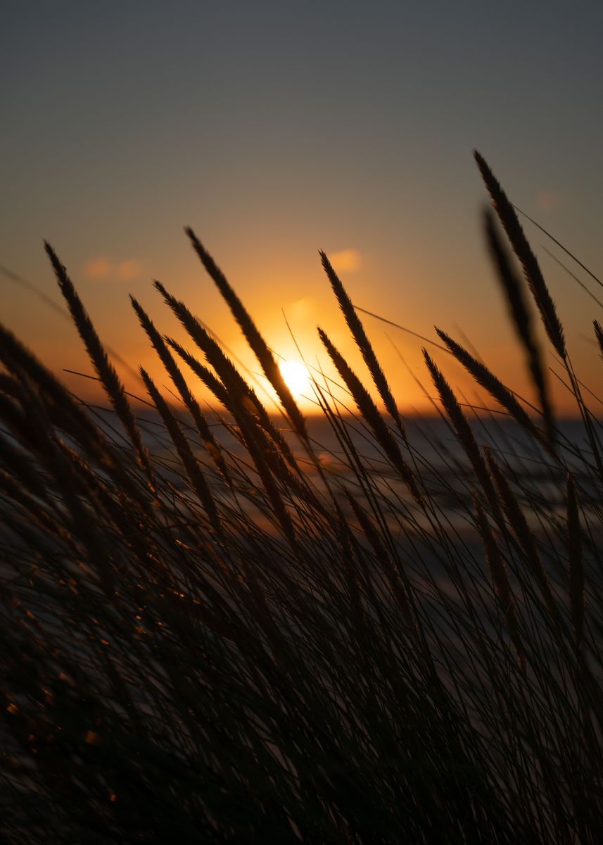 'Sunset beach' Poster, picture, metal print, paint by BasLeroy | Displate