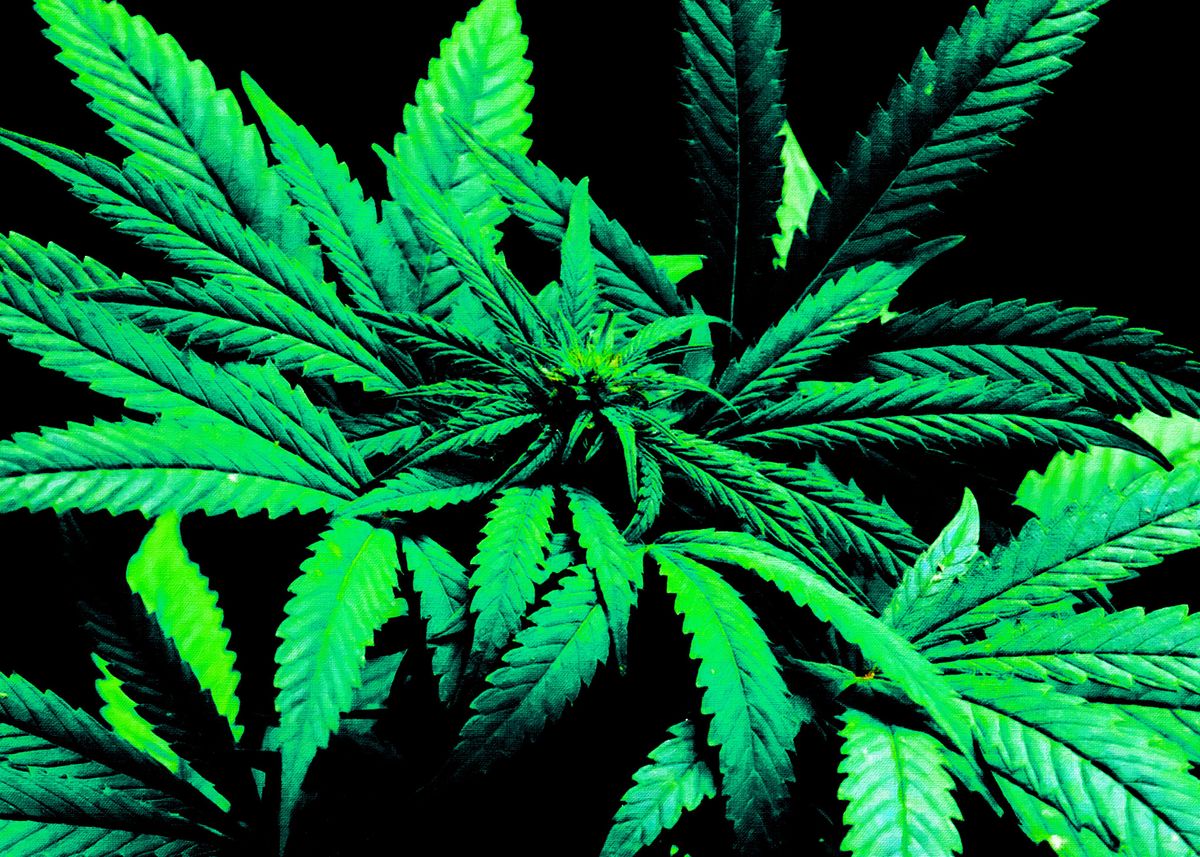 'Marijuana Weed Leafs V' Poster by Pop Shop | Displate