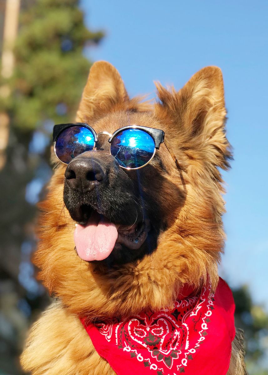 'COOL DOGS' Poster, picture, metal print, paint by PRIMNEPTI LERT ...