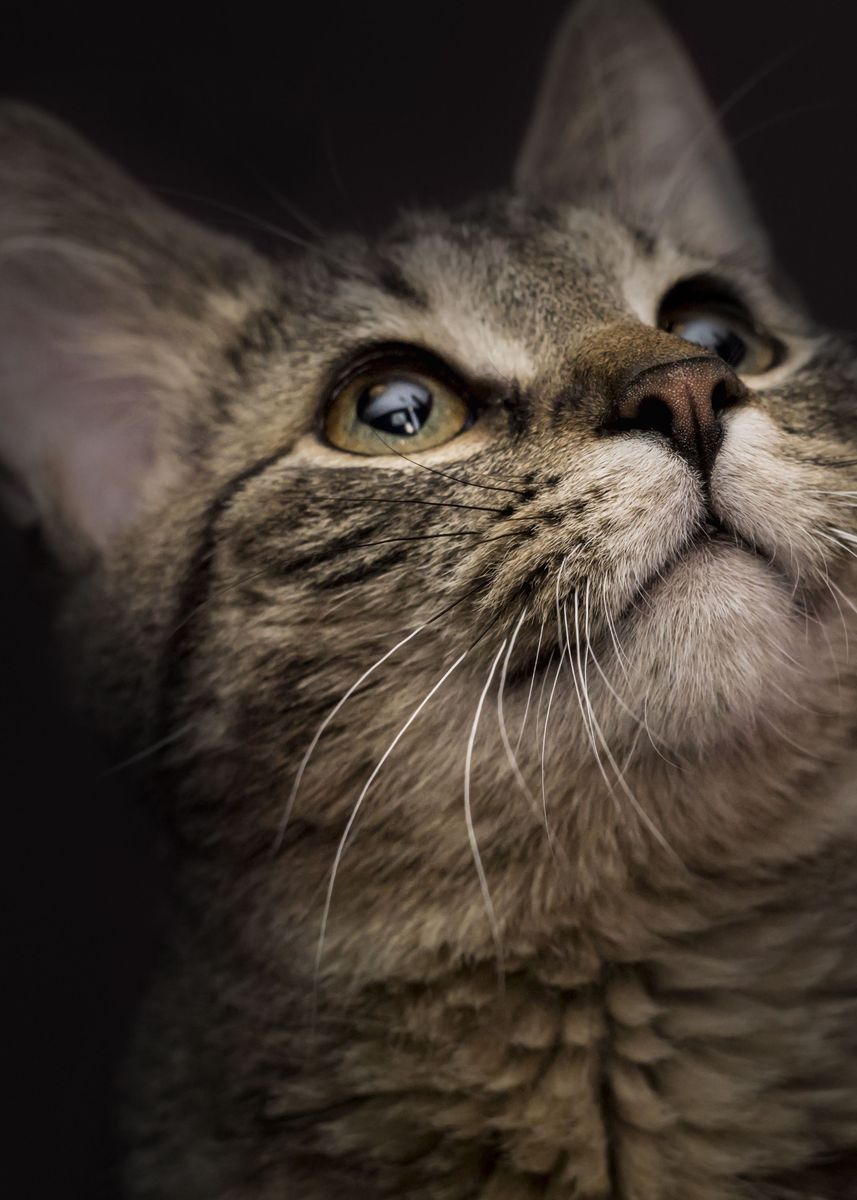 'Cute cat closeup view' Poster, picture, metal print, paint by 4 Epic ...