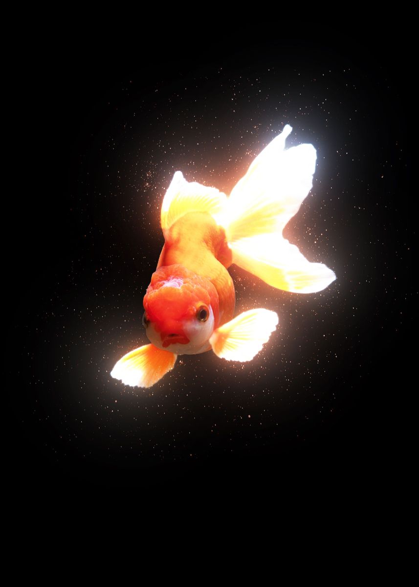 'Goldfish' Poster, picture, metal print, paint by Ailynn | Displate