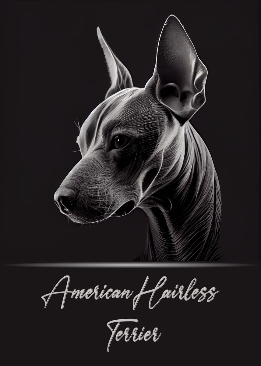 'American Hairless Terrier' Poster, picture, metal print, paint by Artistic Paradigms | Displate