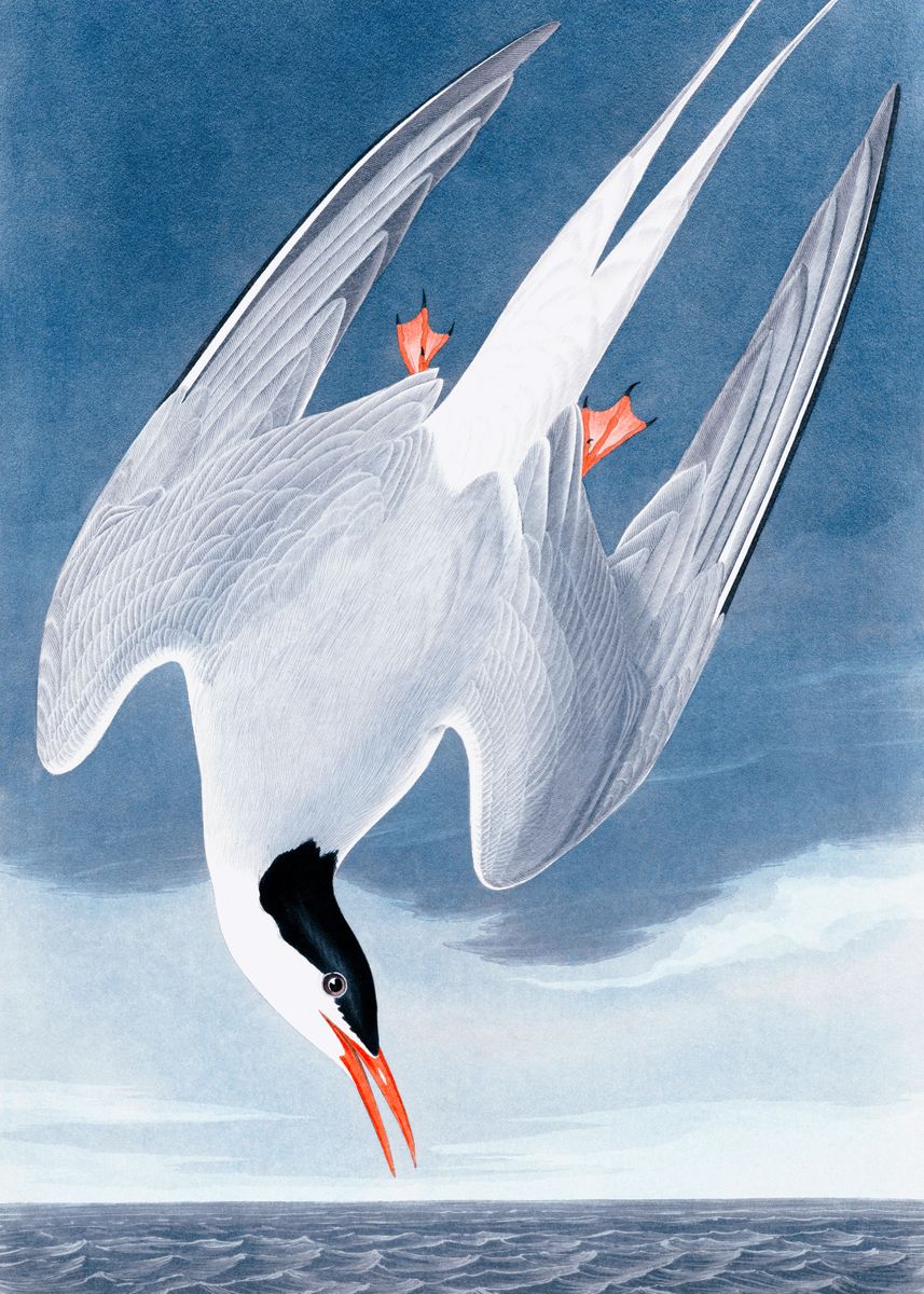 'Arctic Tern' Poster, picture, metal print, paint by Mango Art | Displate