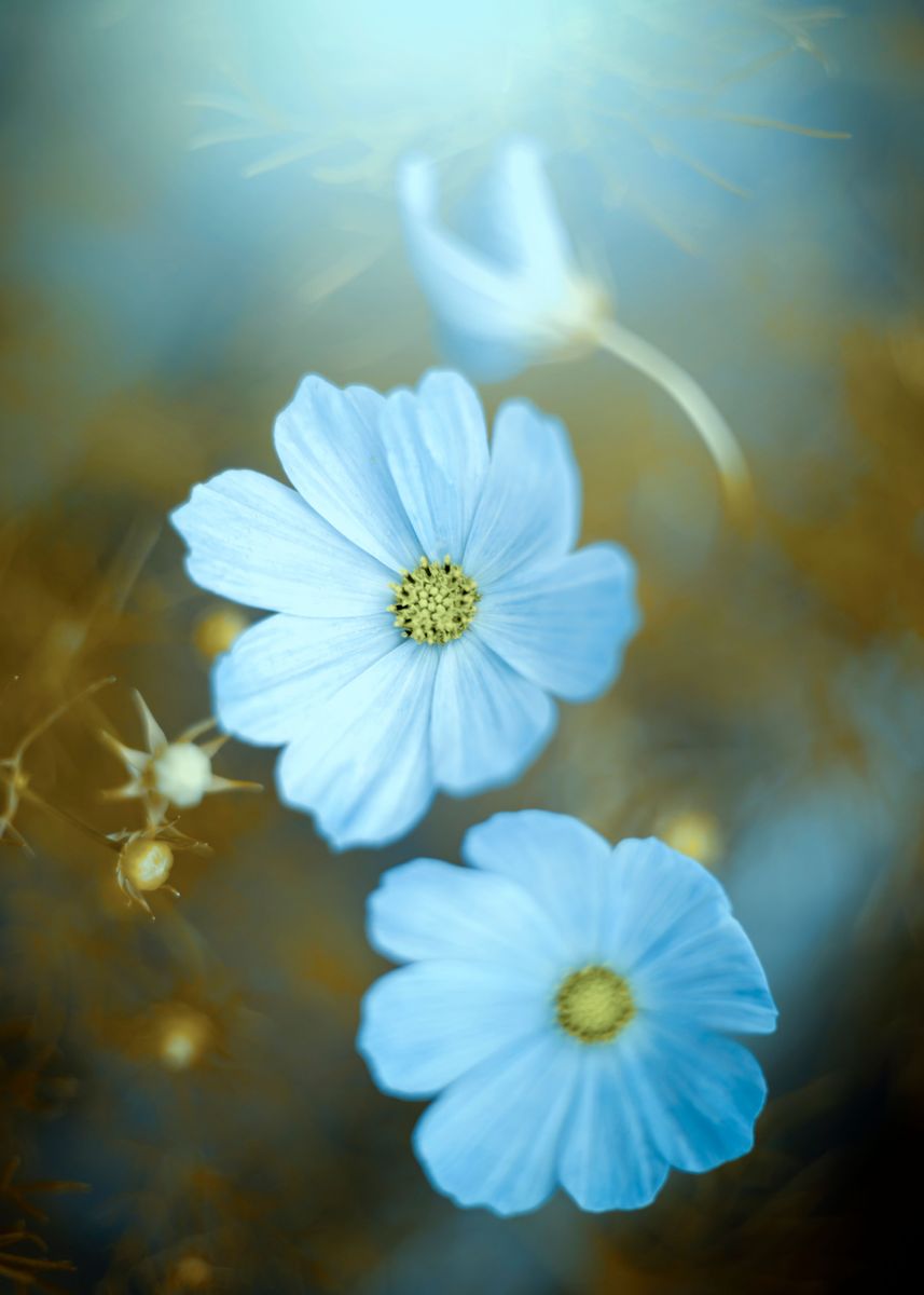 'Blue flowers in garden' Poster, picture, metal print, paint by ...