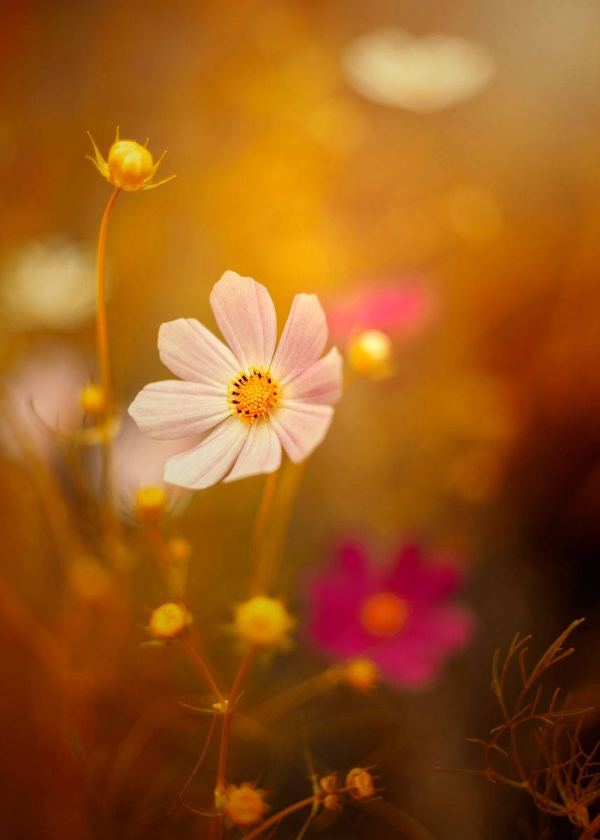 'A blooming country garden ' Poster, picture, metal print, paint by ...