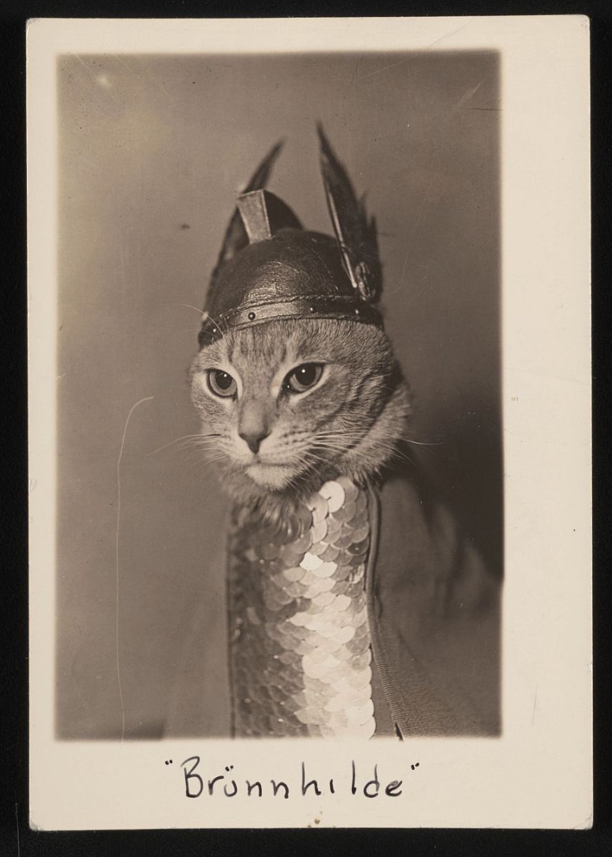 'Brunilda Cat' Poster, picture, metal print, paint by Space Telescope ...