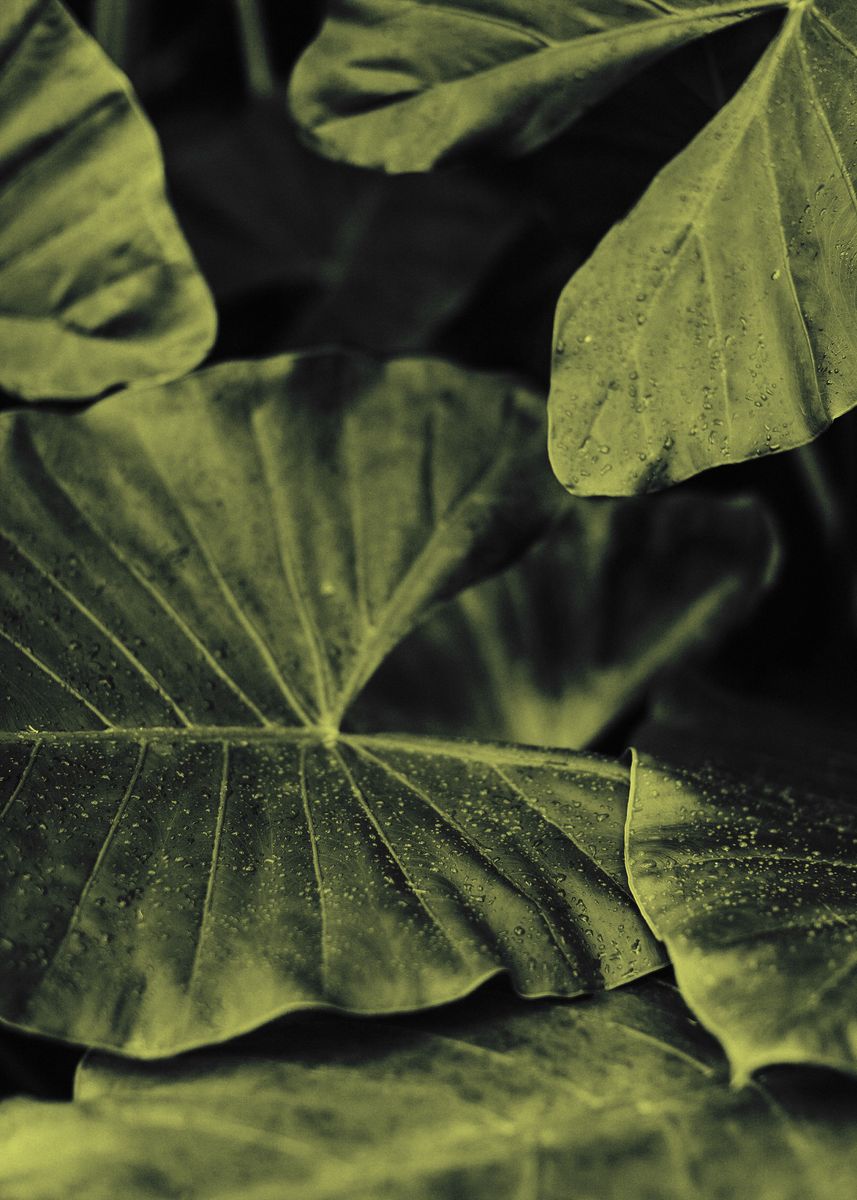 'Plant Leaves 2' Poster, picture, metal print, paint by PrintzyCreation ...