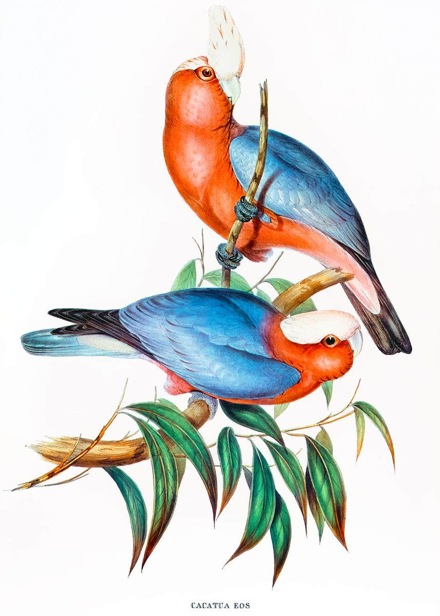 'Cacatua Eos' Poster, picture, metal print, paint by Mango Art | Displate